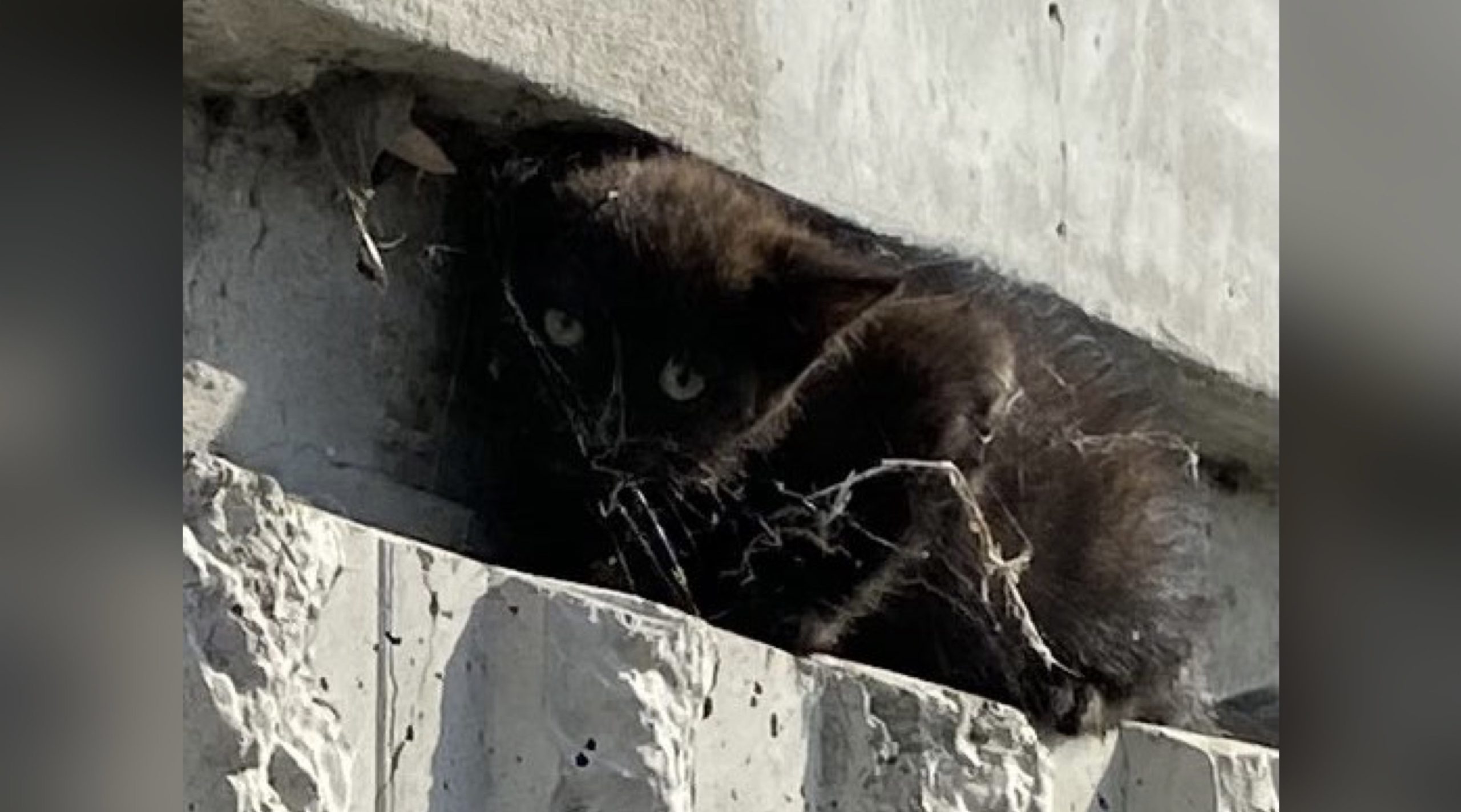 CHP officer rescues kitten in fast lane of I-580 in Livermore ...